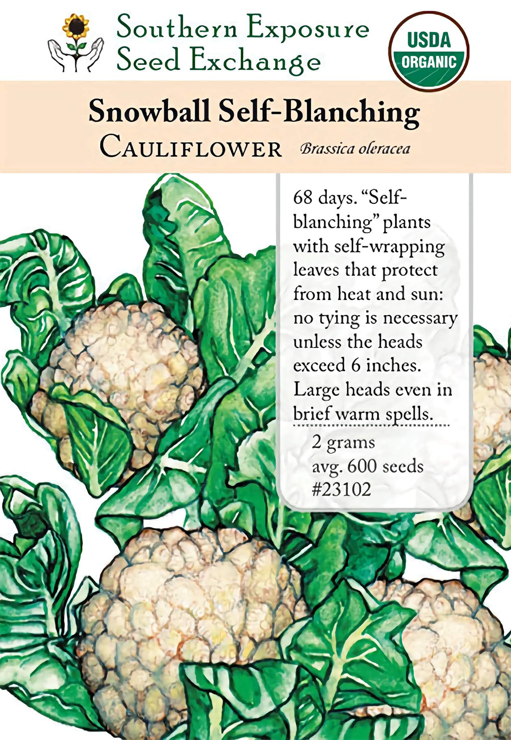 23102 - Snowball Self-Blanching – Southern Exposure Seed Exchange ...