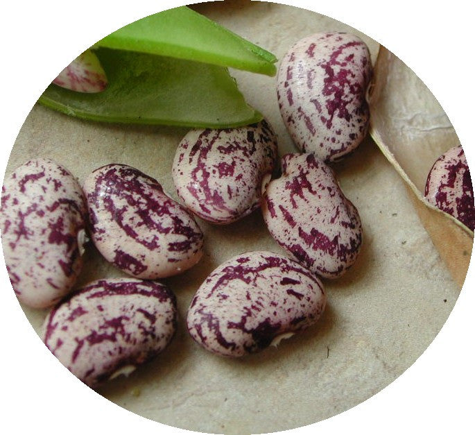 14101 - Jackson Wonder Butterbean – Southern Exposure Seed Exchange ...