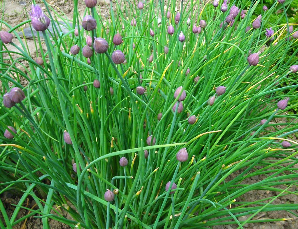 71214 - Chives – Southern Exposure Seed Exchange - Wholesale