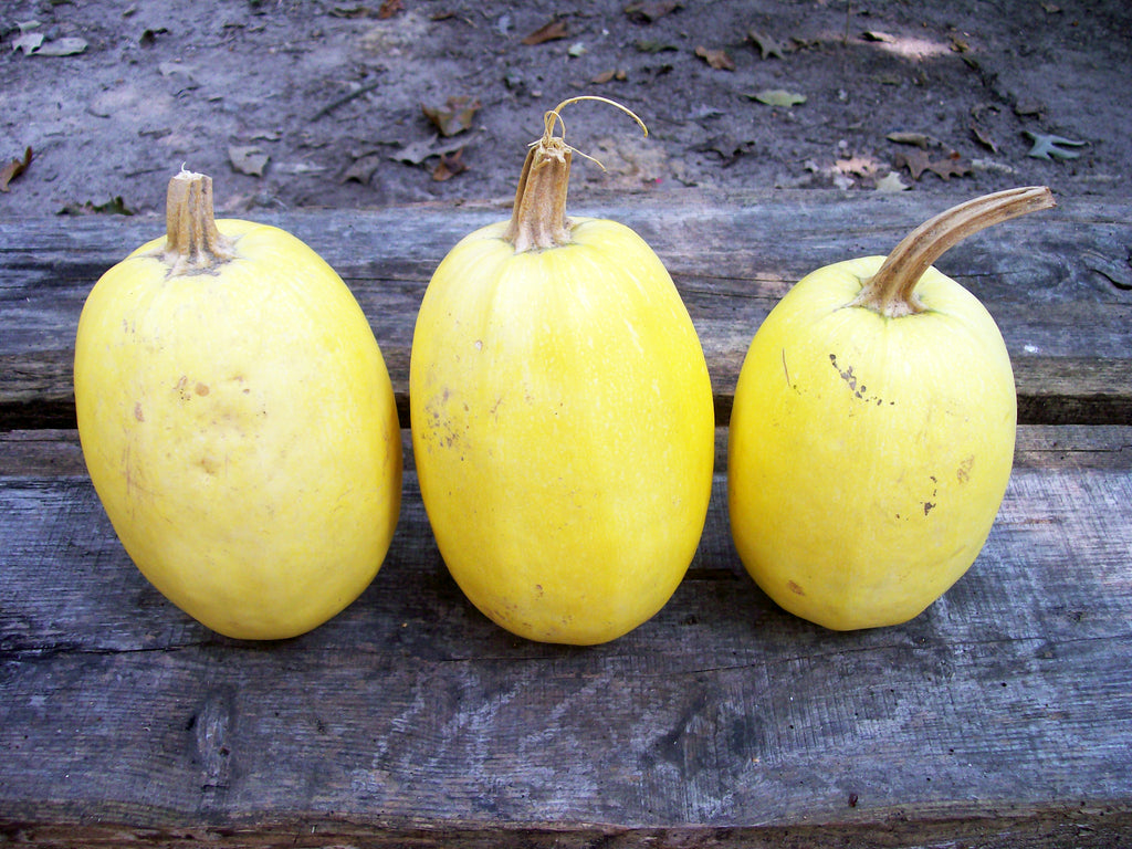 53110 - Spaghetti Squash – Southern Exposure Seed Exchange - Wholesale