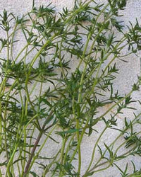 All Seeds – Southern Exposure Seed Exchange - Wholesale