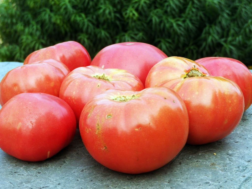 49115 - German Johnson – Southern Exposure Seed Exchange - Wholesale