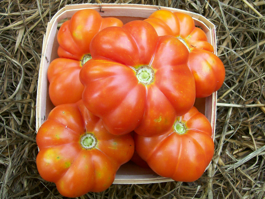 49183 - Large Red – Southern Exposure Seed Exchange - Wholesale